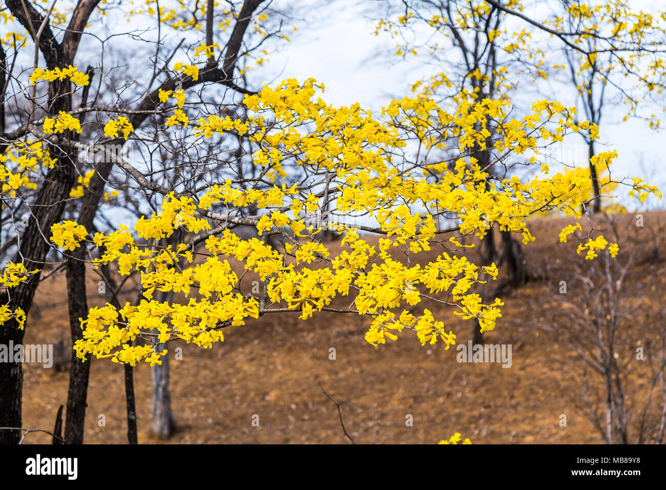 Trees of guayacán in flowering season. Ecuador, Loja Stock Photo - Alamy