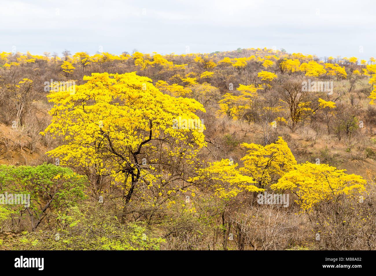 Trees of guayacán in flowering season. Ecuador, Loja Stock Photo - Alamy