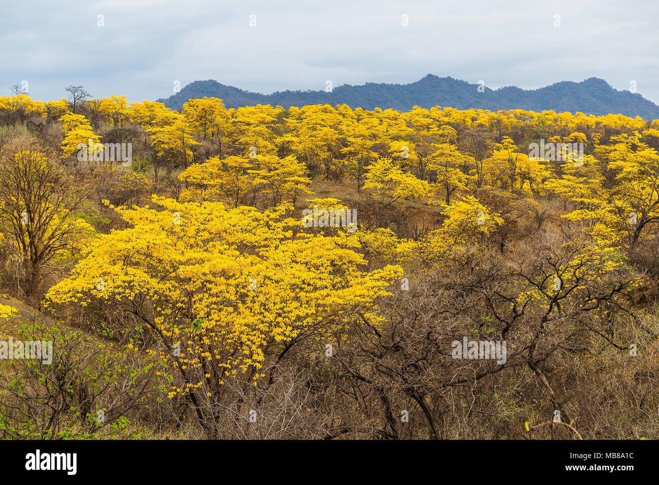 Trees of guayacán in flowering season. Ecuador, Loja Stock Photo - Alamy