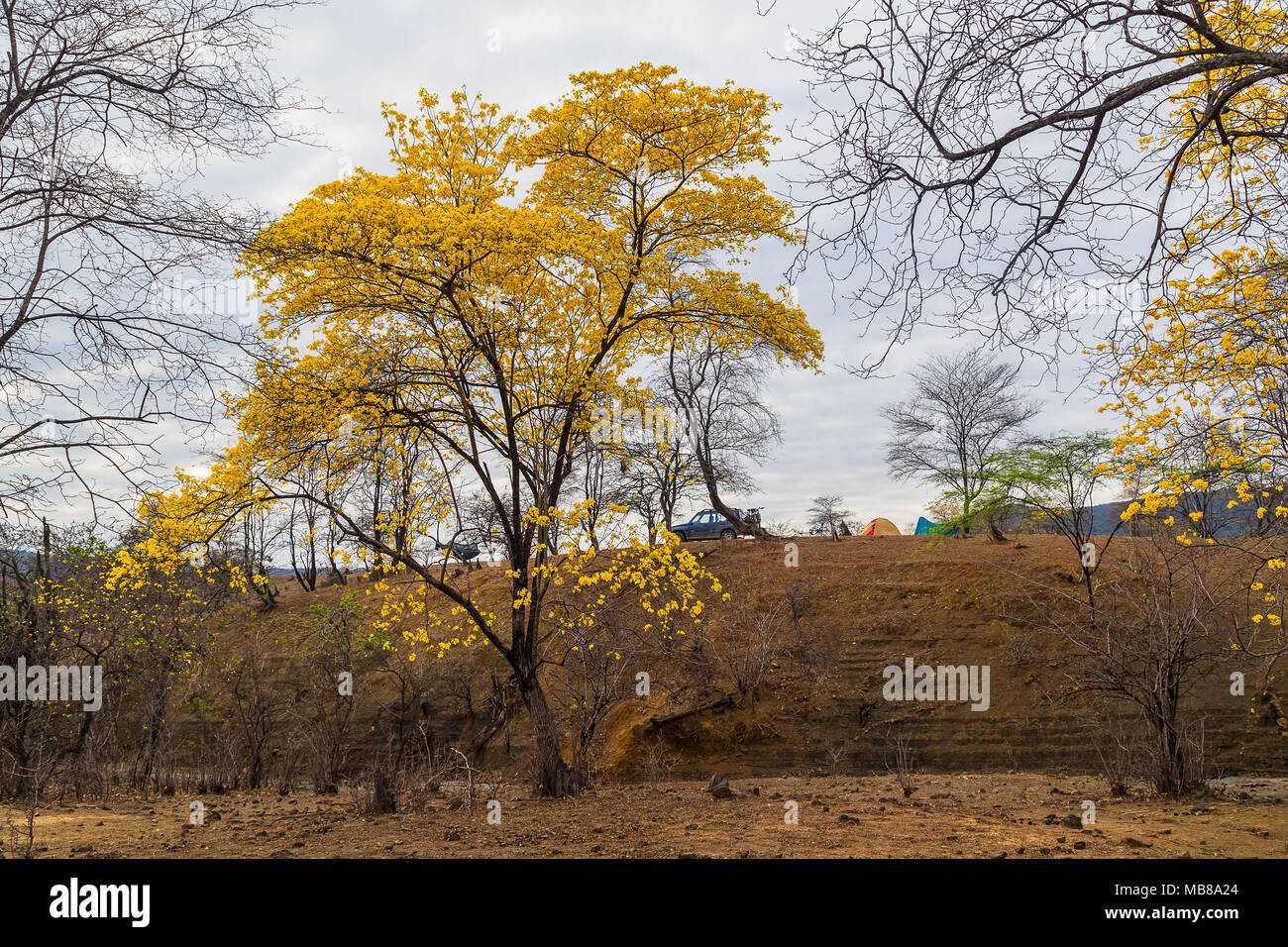 Trees of guayacán in flowering season. Ecuador, Loja Stock Photo - Alamy