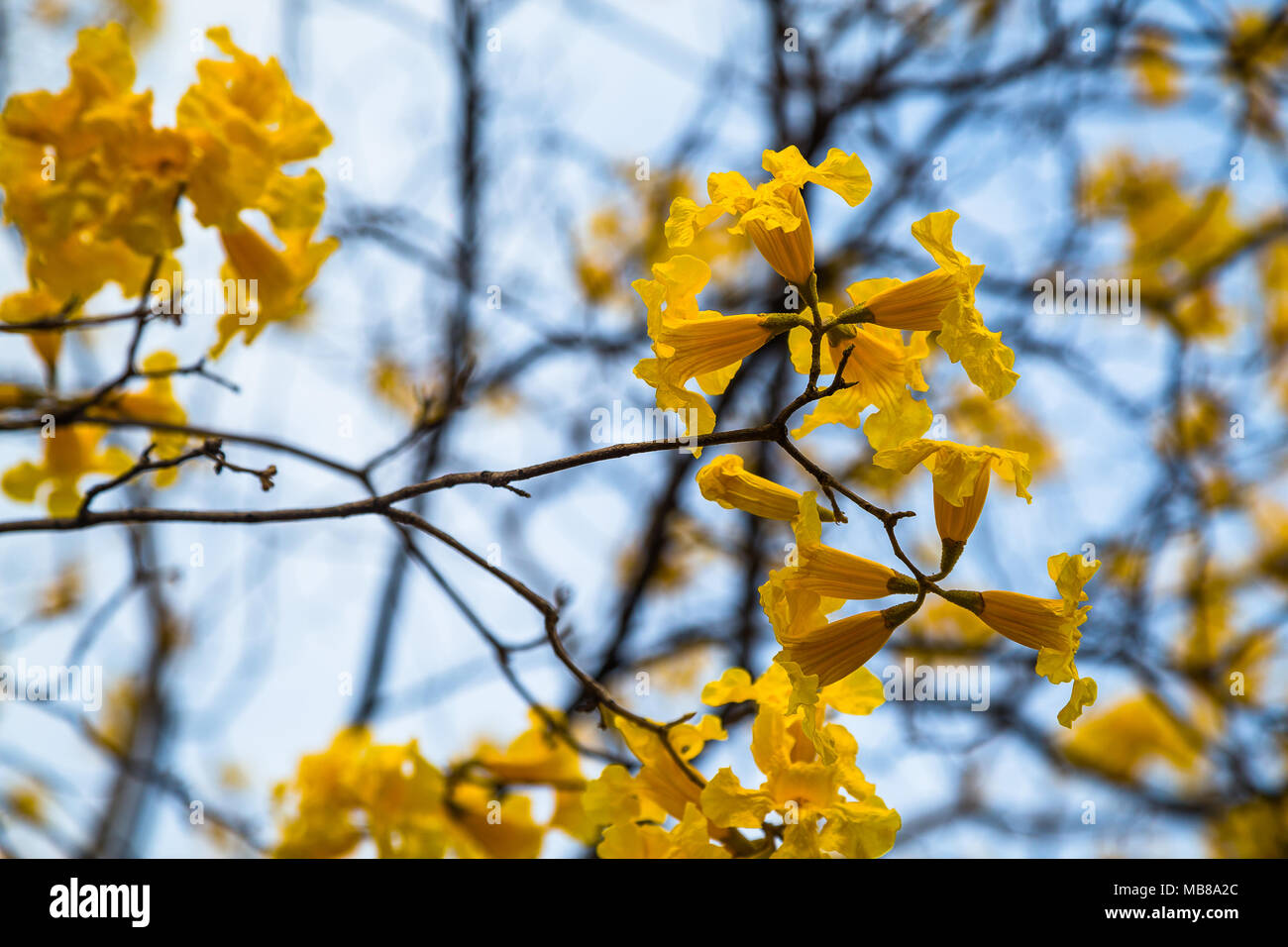 Trees of guayacán in flowering season. Ecuador, Loja Stock Photo - Alamy