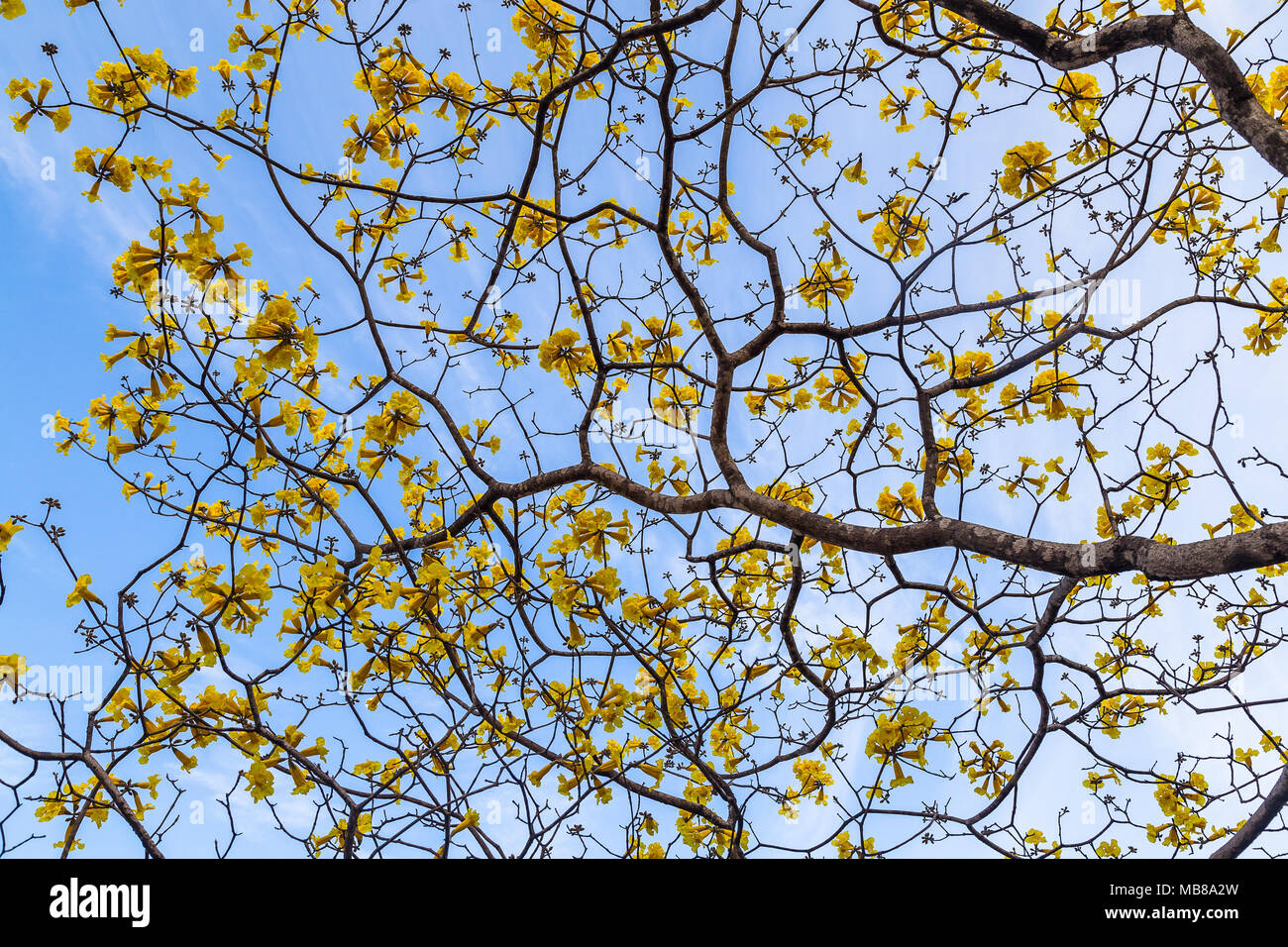 Trees of guayacán in flowering season. Ecuador, Loja Stock Photo - Alamy