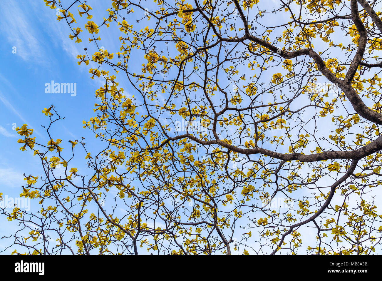 Trees of guayacán in flowering season. Ecuador, Loja Stock Photo - Alamy