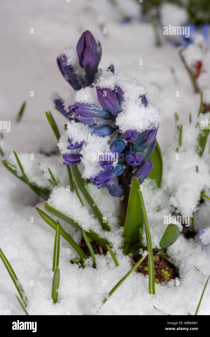 Common Hyacinth, Hyacint (Hyacinthus orientalis Stock Photo - Alamy