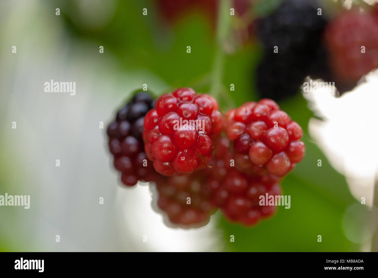 Thorn free blackberry hi-res stock photography and images - Alamy