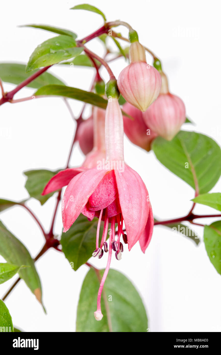 Fuchsia hybrida hi-res stock photography and images - Alamy