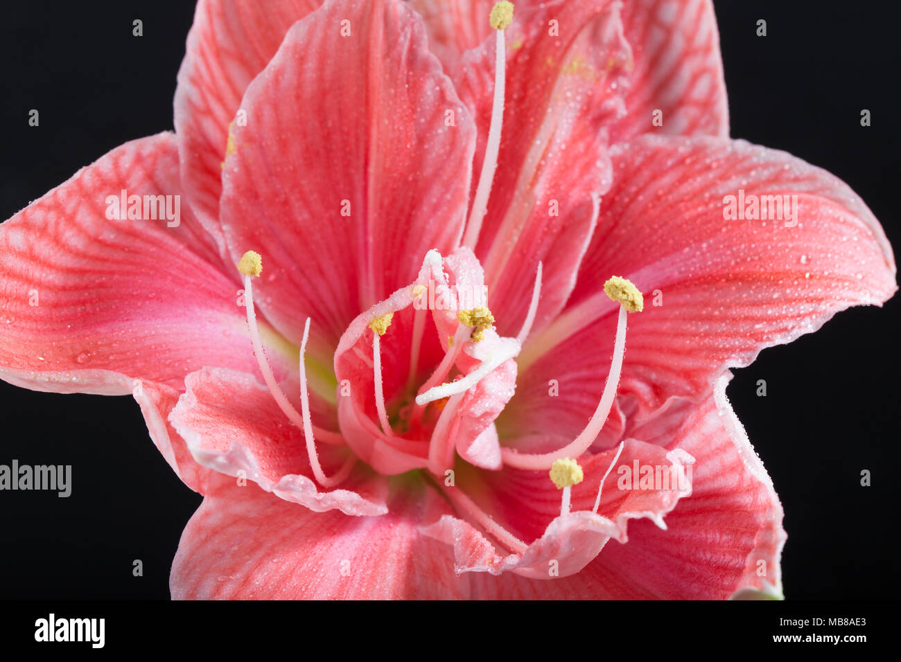'Sweet Nymph' Hippeastrum, Amaryllis (Hippeastrum x hortorum Stock ...