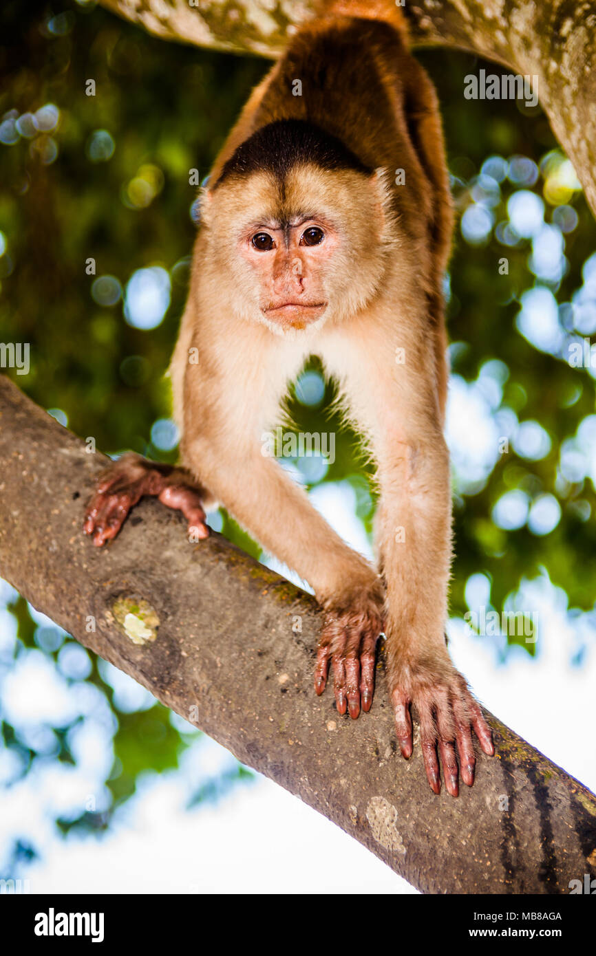 Capuchin monkey standing on branch hi-res stock photography and images ...