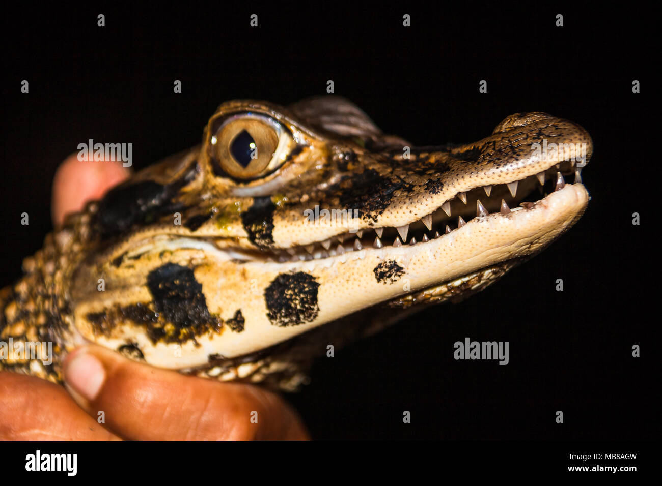 Teeth of young black caiman captured by a native of the jungle Stock ...