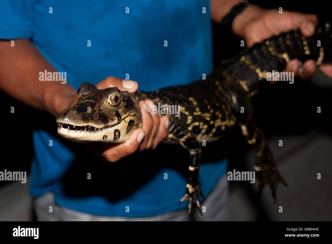 Young black caiman captured by a native of the jungle Stock Photo - Alamy