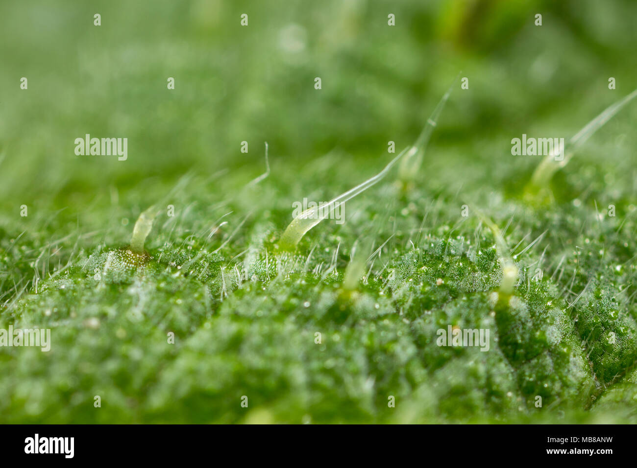 Nettle sting hi-res stock photography and images - Alamy