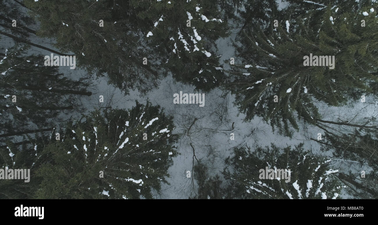 Aerial top view over winter fir forest, wide photo Stock Photo - Alamy