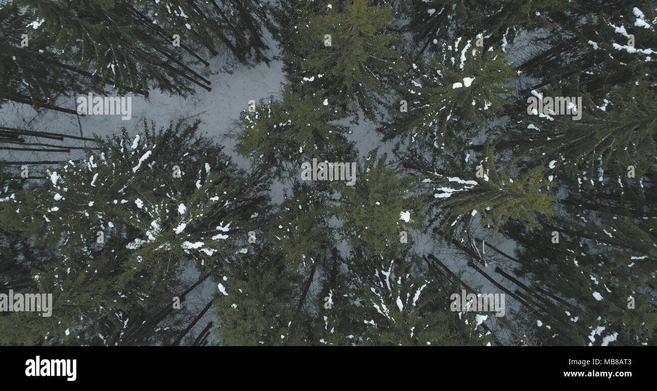 Aerial top view over winter fir forest, wide photo Stock Photo - Alamy
