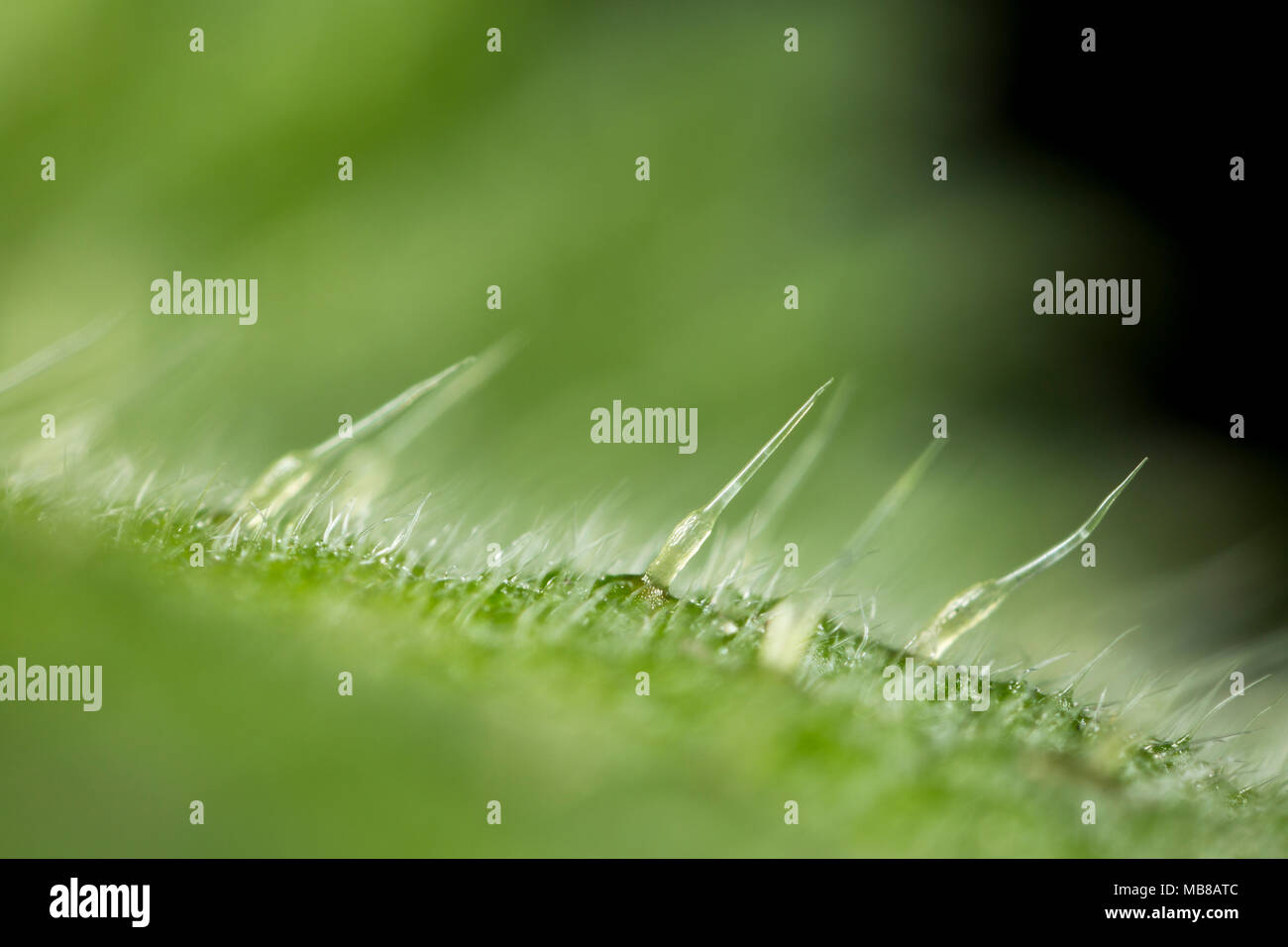 Formic acid hi-res stock photography and images - Alamy