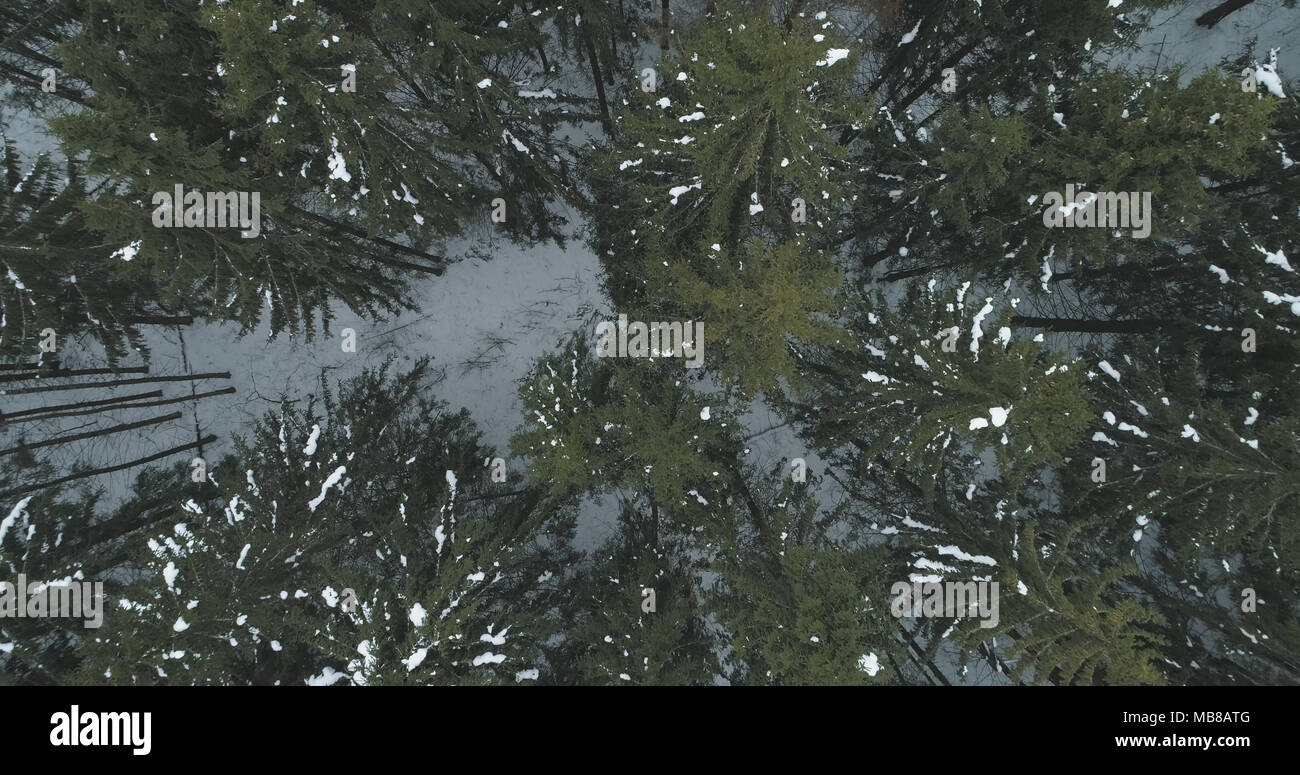 Aerial top view over winter fir forest, wide photo Stock Photo - Alamy