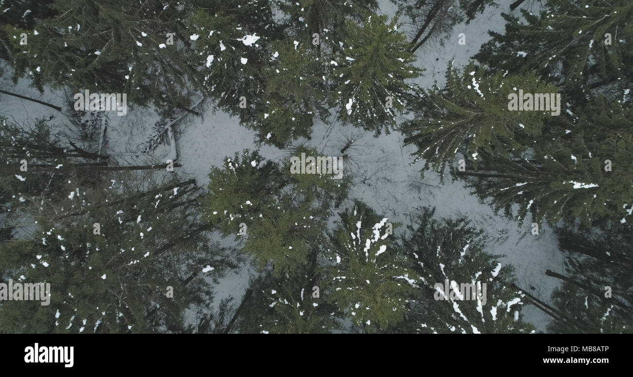 Aerial top view over winter fir forest, wide photo Stock Photo - Alamy