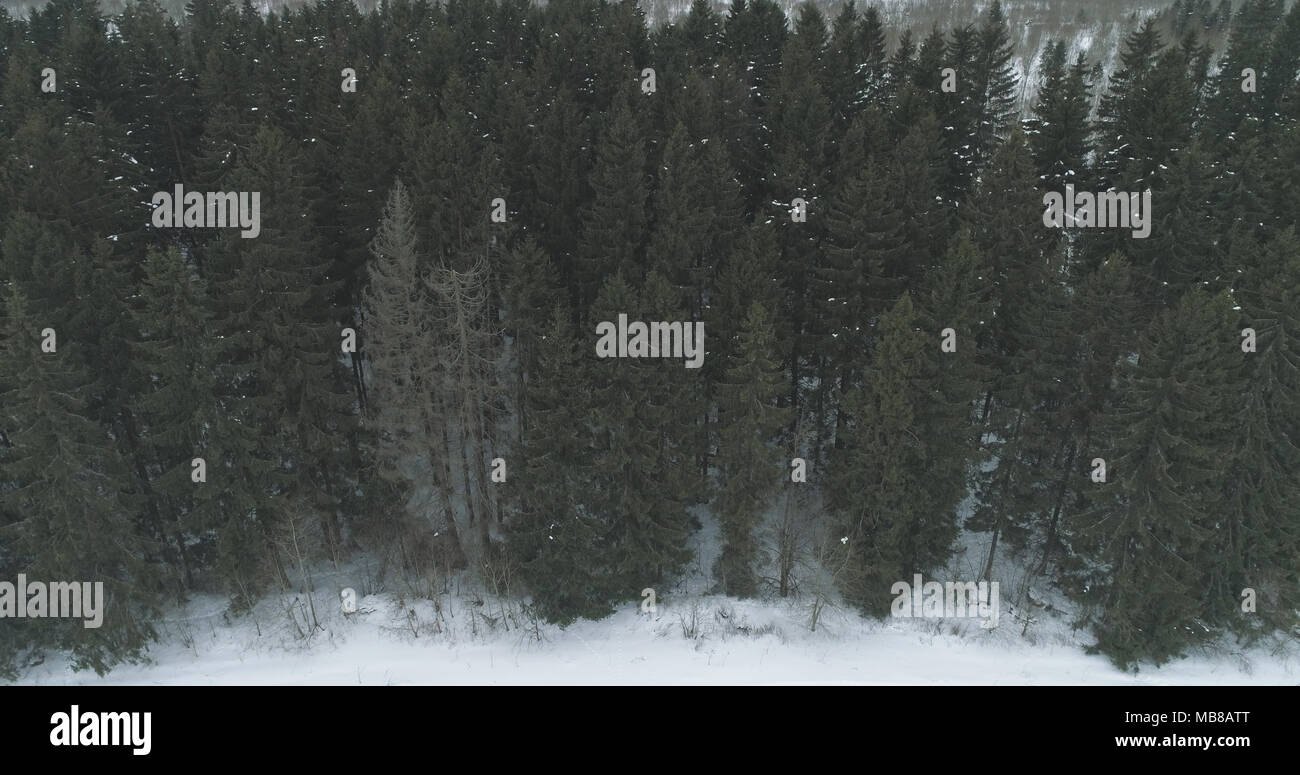 Flight over tall fir trees hi-res stock photography and images - Alamy