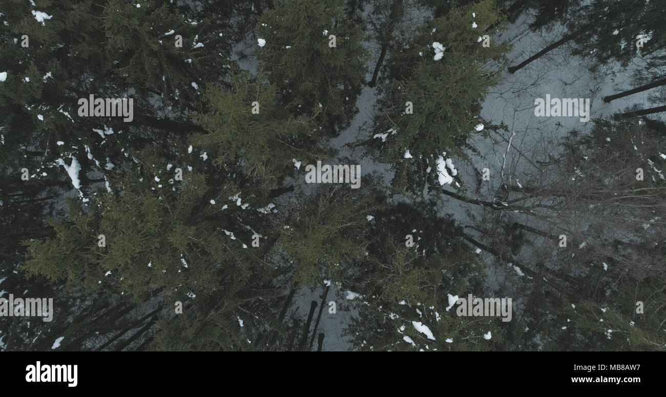 Flight over tall fir trees hi-res stock photography and images - Alamy