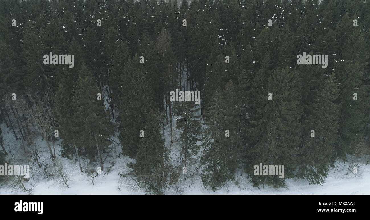 Flight over tall fir trees hi-res stock photography and images - Alamy