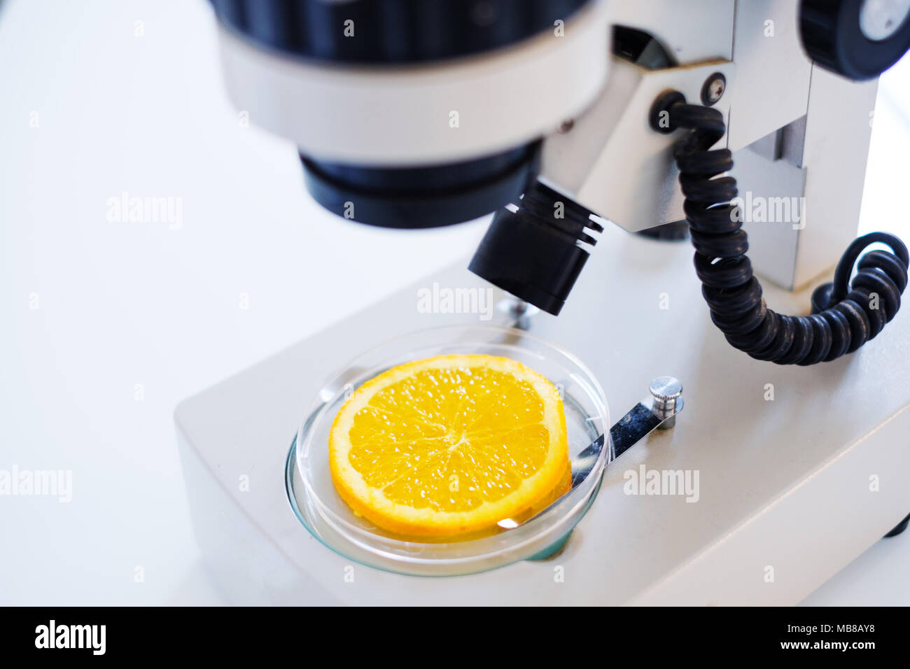 Researcher studying sample of ogm fruit in modern laboratory Stock ...