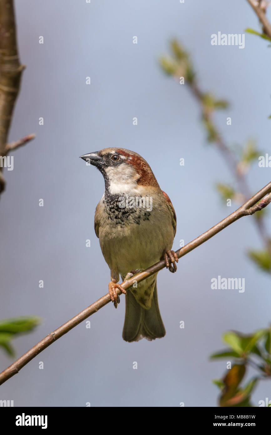 Spring time birds hi-res stock photography and images - Alamy