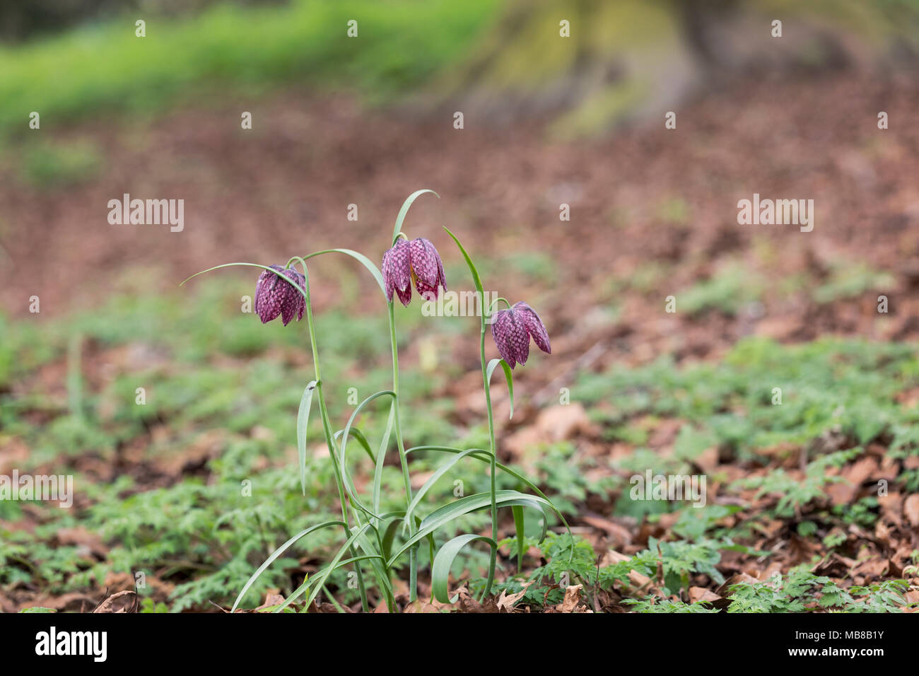 Wildflower meadow england hi-res stock photography and images - Alamy
