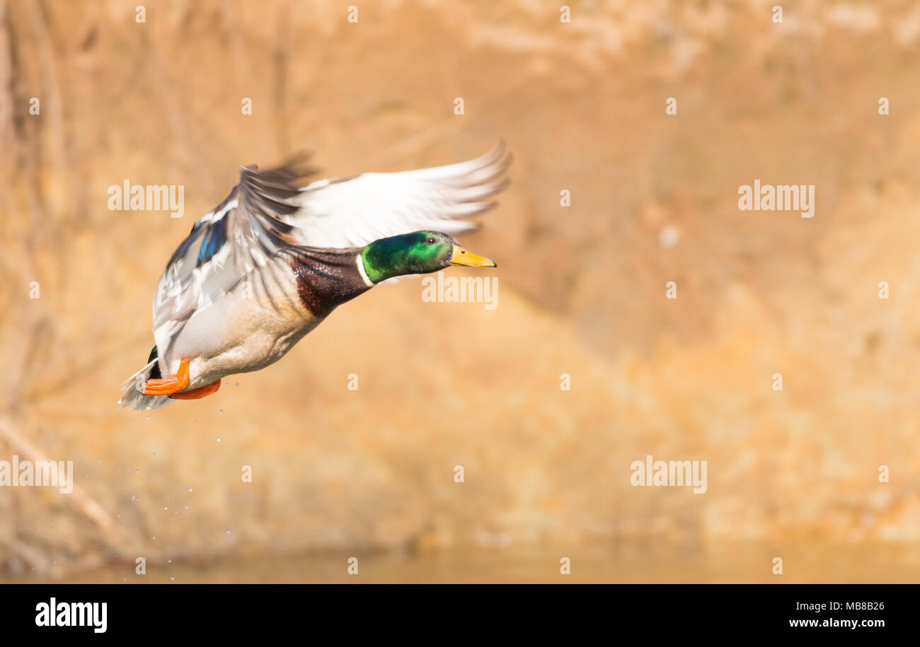 Mallard Flying High Resolution Stock Photography and Images - Alamy