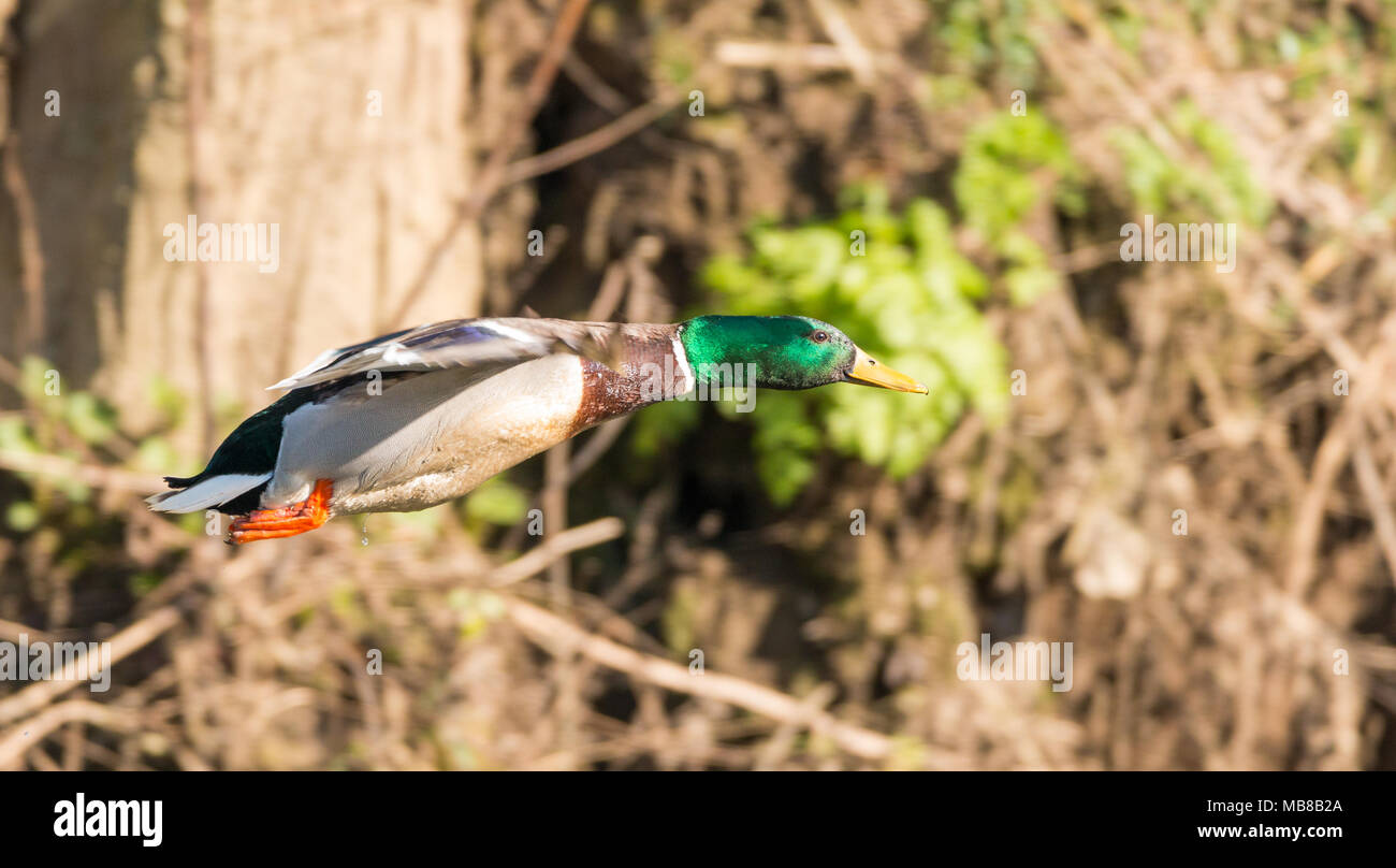 Mallard flying hi-res stock photography and images - Alamy