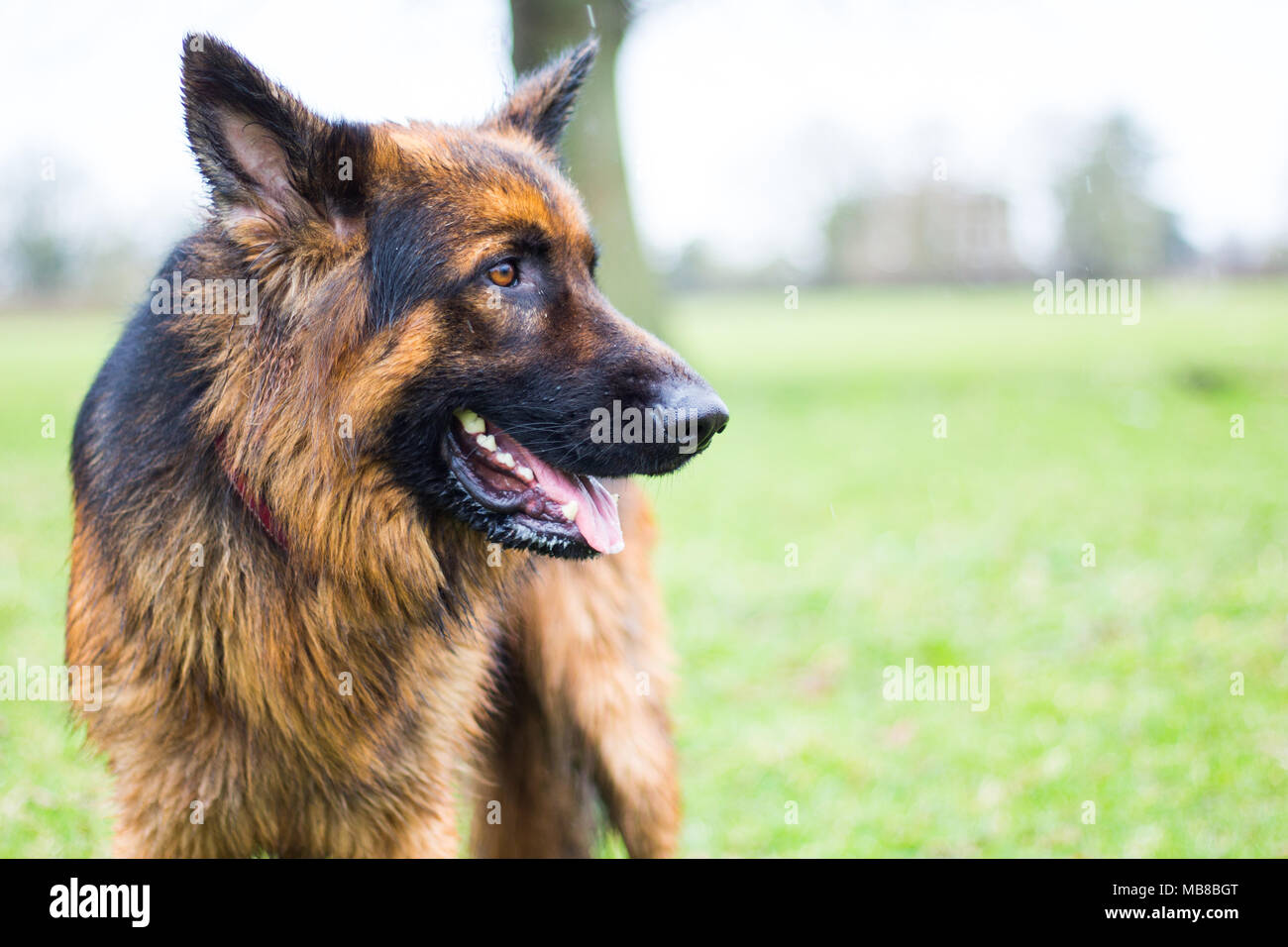 Zeus the German Shepherd Stock Photo - Alamy