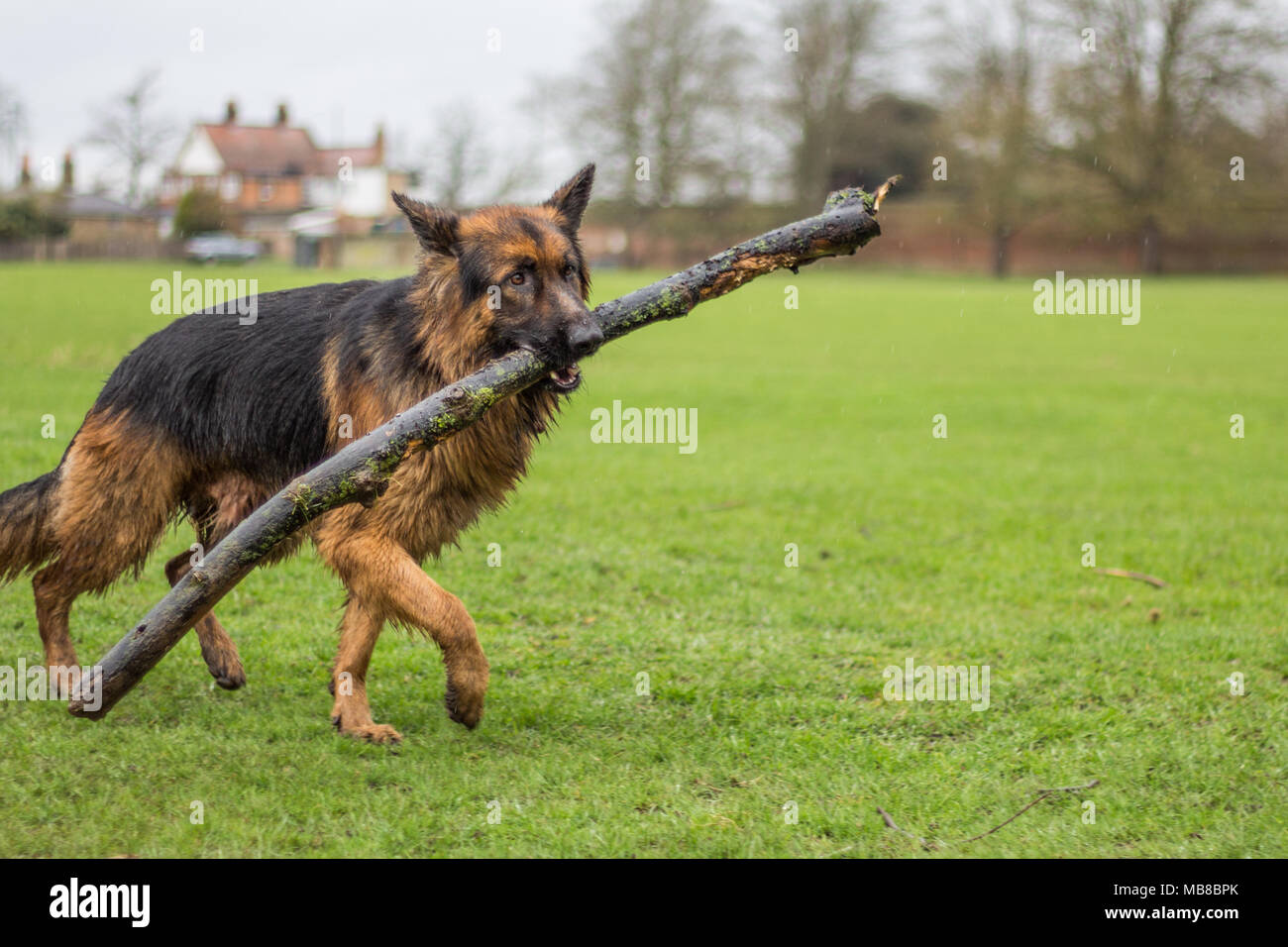 Zeus the German Shepherd Stock Photo - Alamy