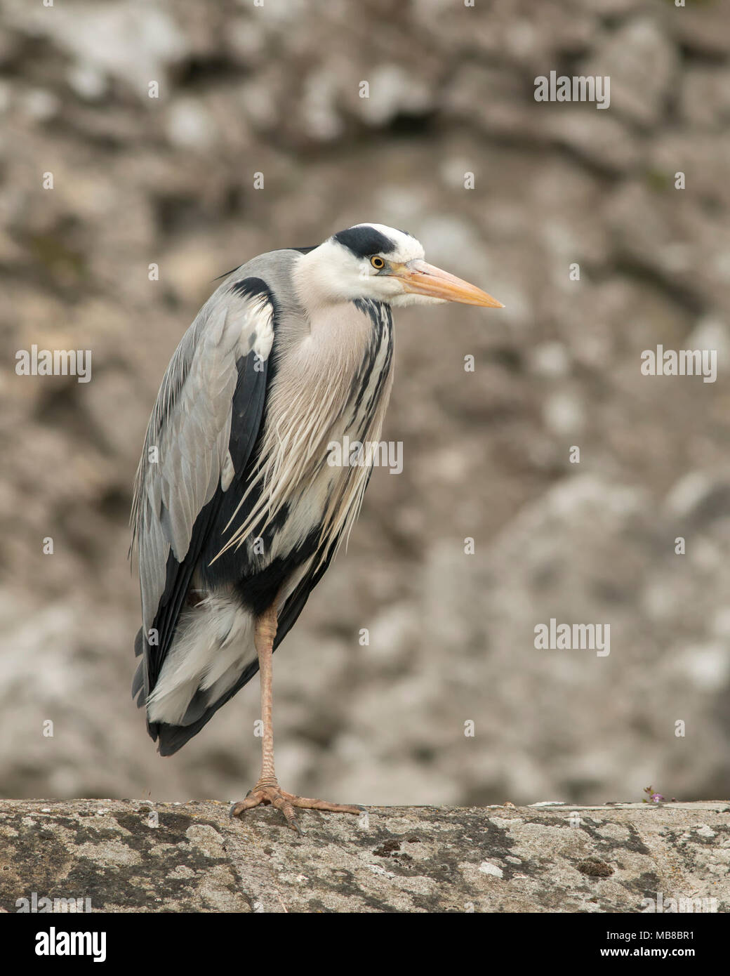Heron standing on one leg hi-res stock photography and images - Alamy