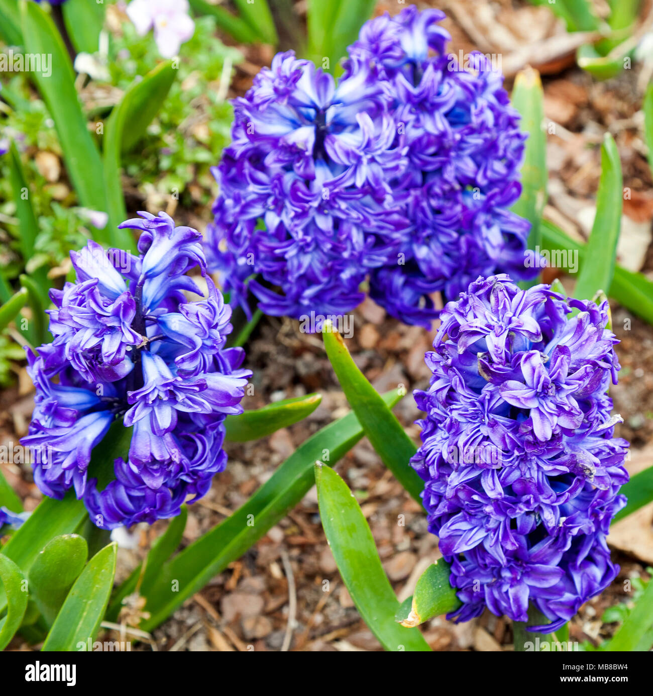 Purple hyacinth hi-res stock photography and images - Alamy