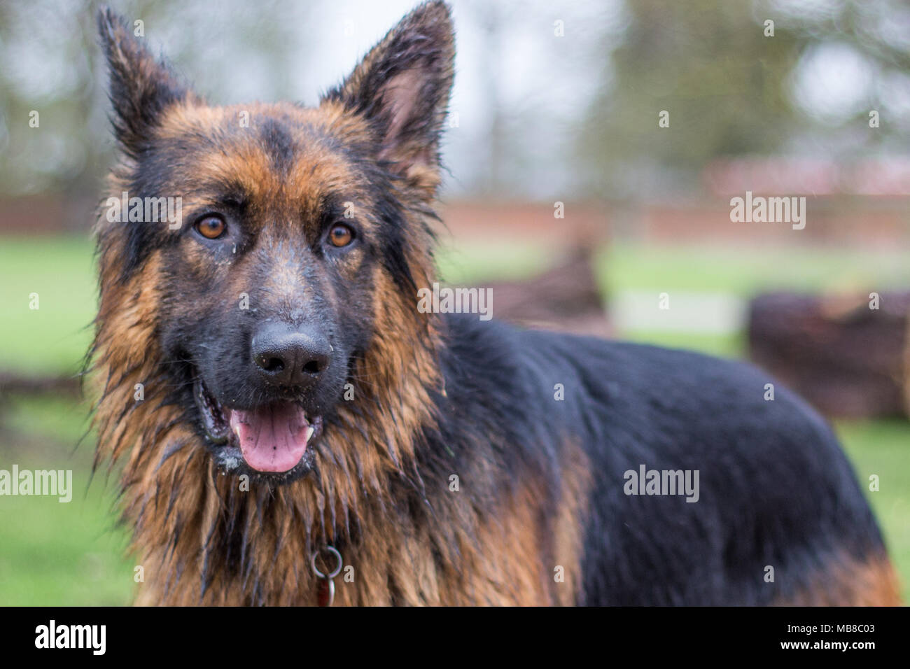 Zeus the German Shepherd Stock Photo - Alamy