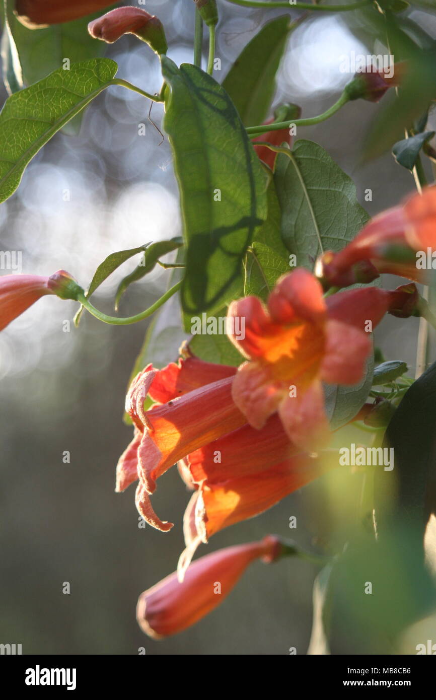 Orange vines hi-res stock photography and images - Alamy