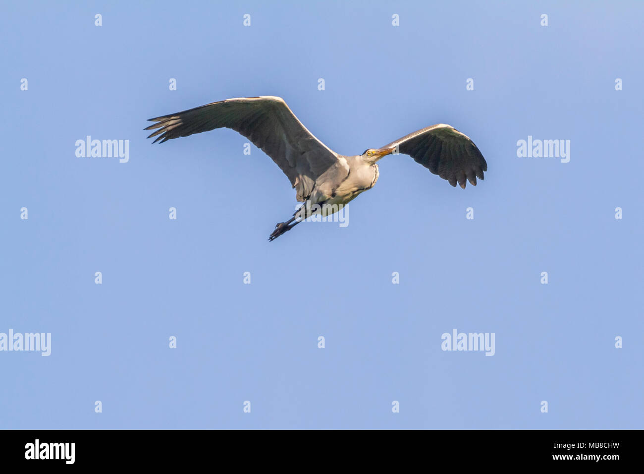 A grey heron is searching for fodder in Beeder Bruch Stock Photo - Alamy