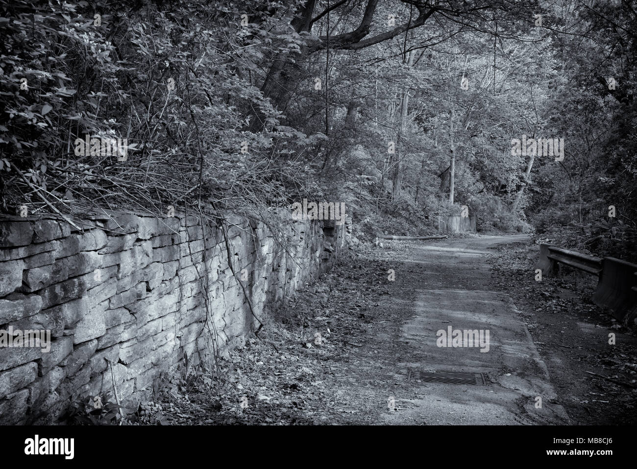 Old road with trees on both sides and a stone wall Stock Photo - Alamy