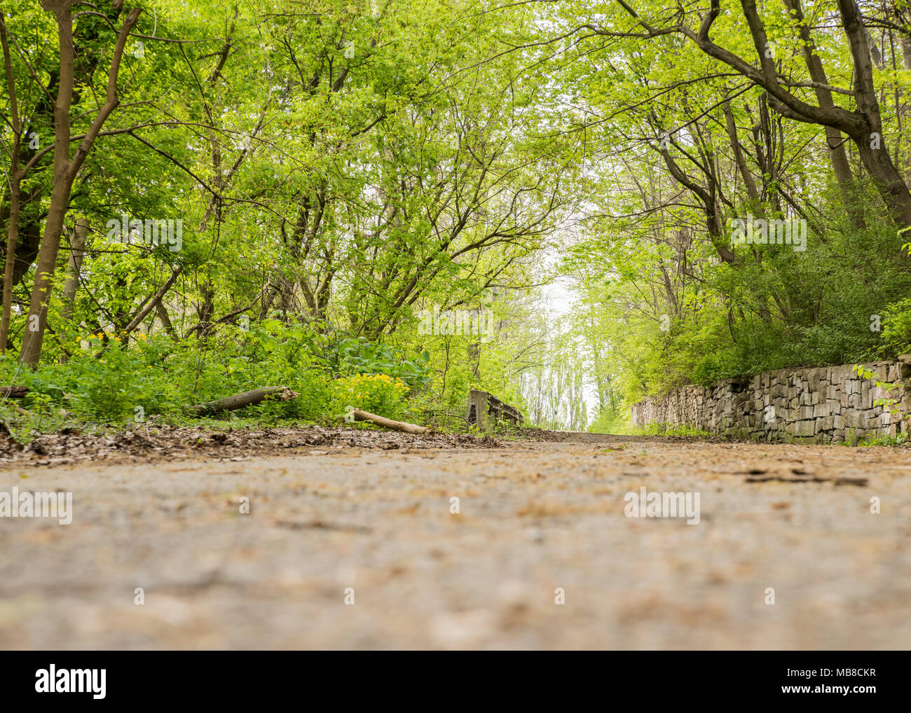 Old road with trees on both sides and a stone wall Stock Photo - Alamy