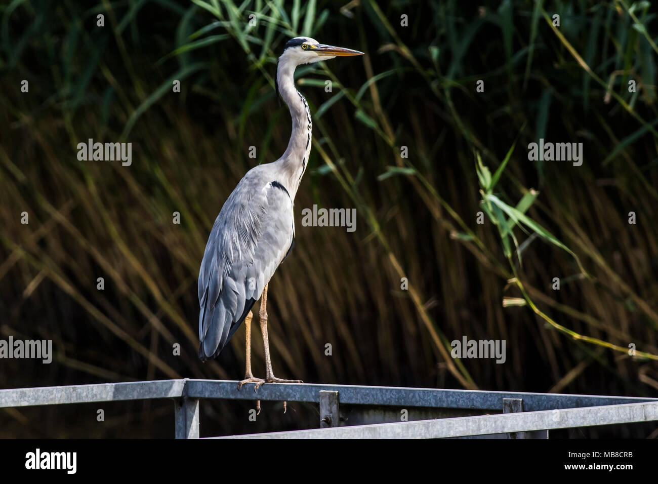 A grey heron is searching for fodder in Beeder Bruch Stock Photo - Alamy