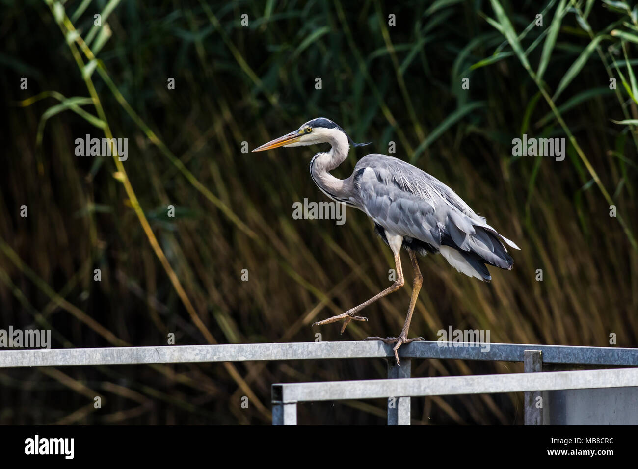 A grey heron is searching for fodder in Beeder Bruch Stock Photo - Alamy