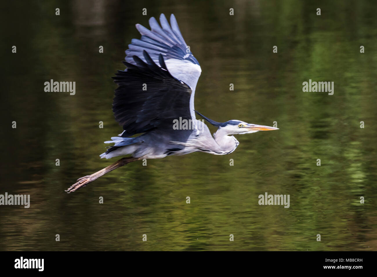 A grey heron is searching for fodder in Beeder Bruch Stock Photo - Alamy