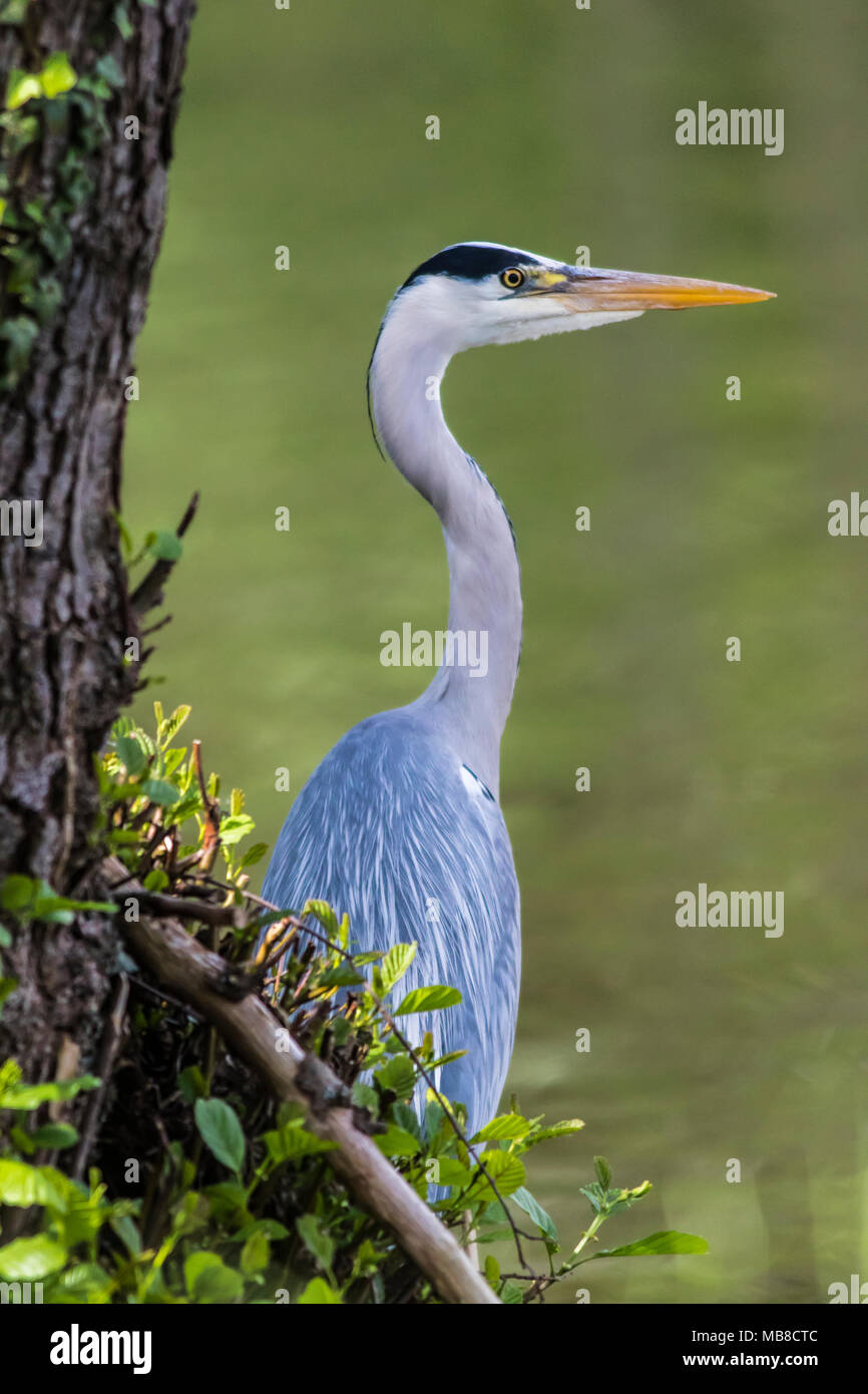 A grey heron is searching for fodder in Beeder Bruch Stock Photo - Alamy