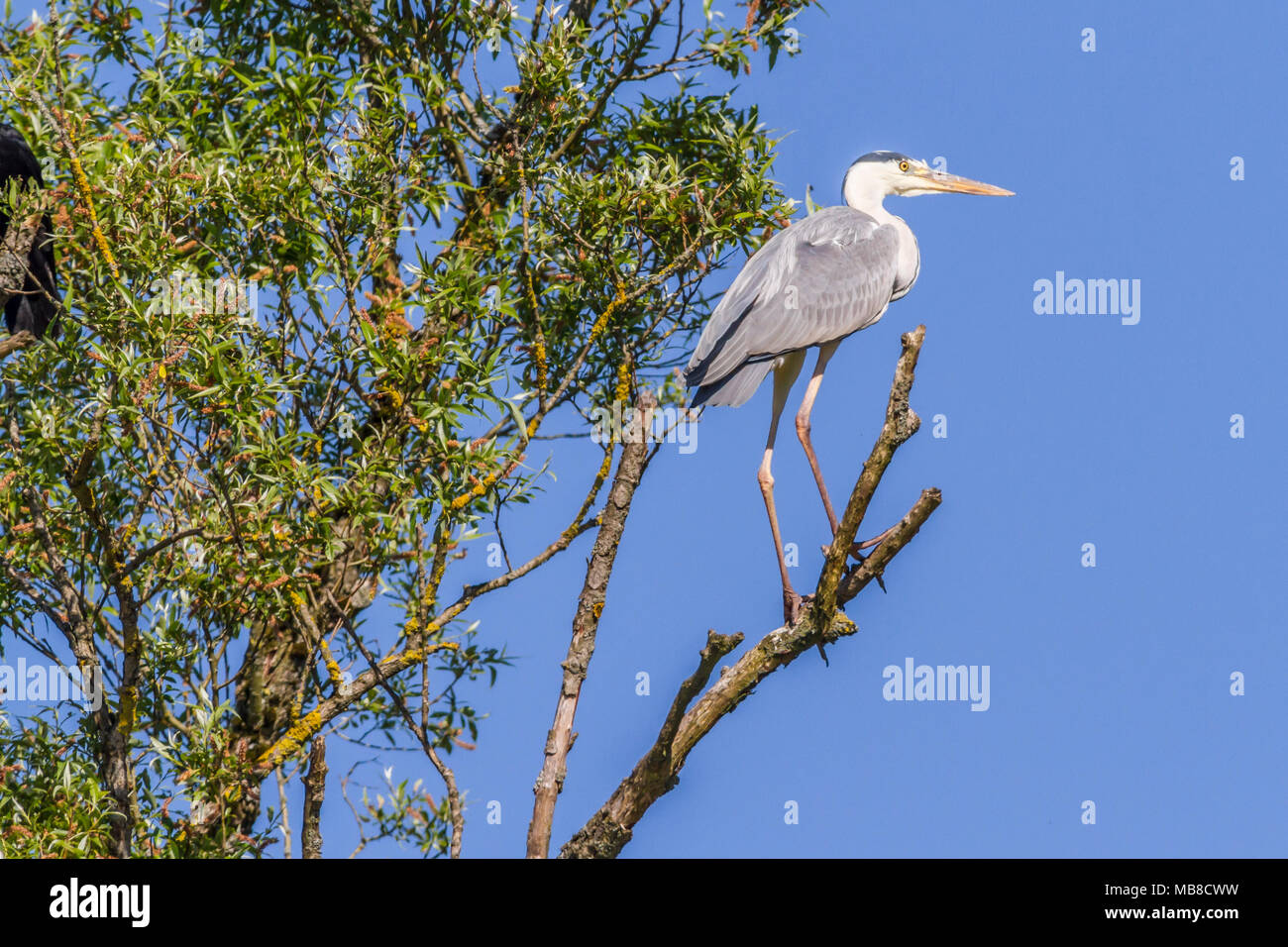 A grey heron is searching for fodder in Beeder Bruch Stock Photo - Alamy