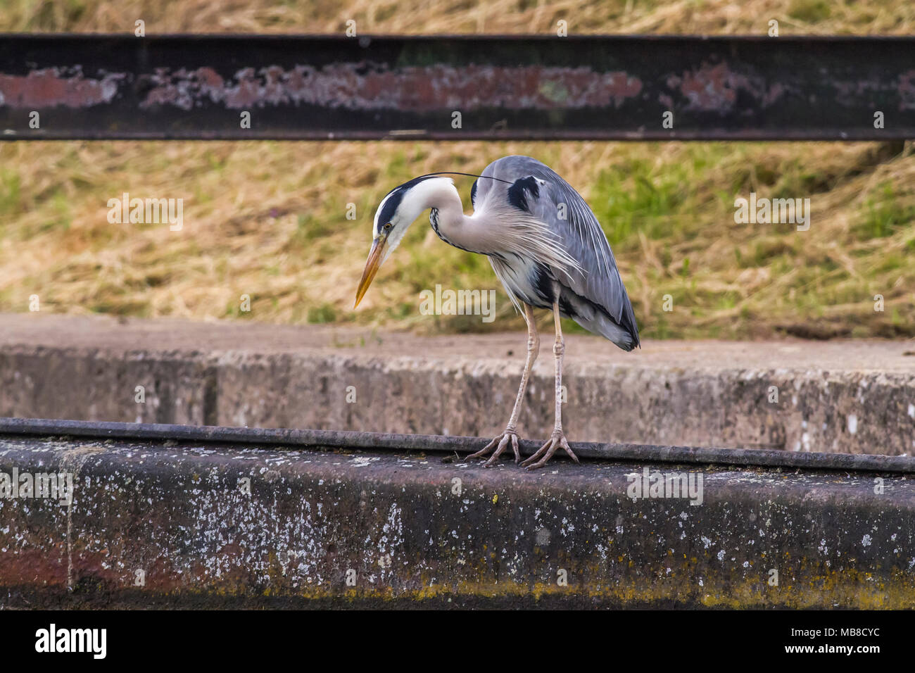 A grey heron is searching for fodder in Beeder Bruch Stock Photo - Alamy