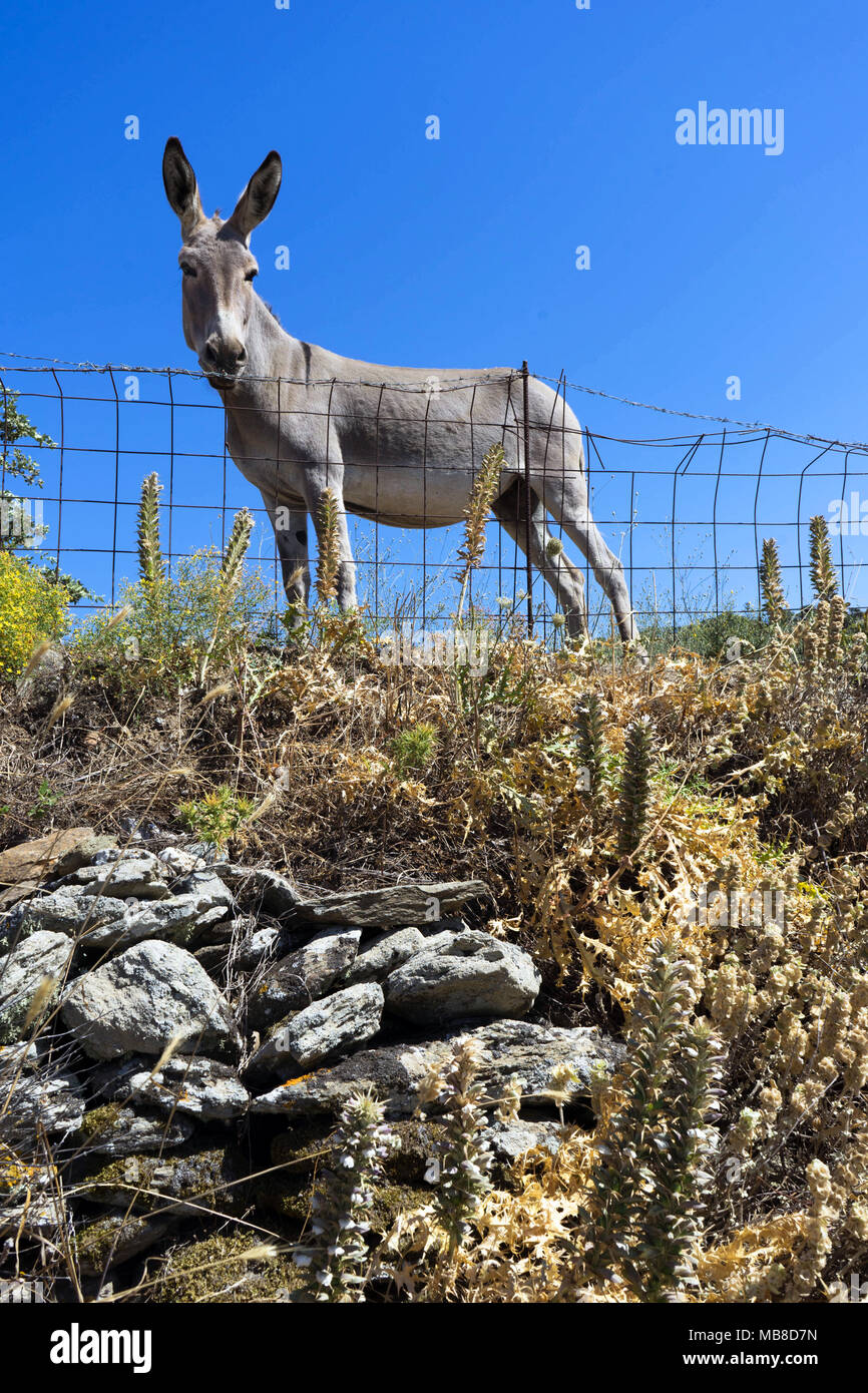 Stubborn donkey hi-res stock photography and images - Alamy