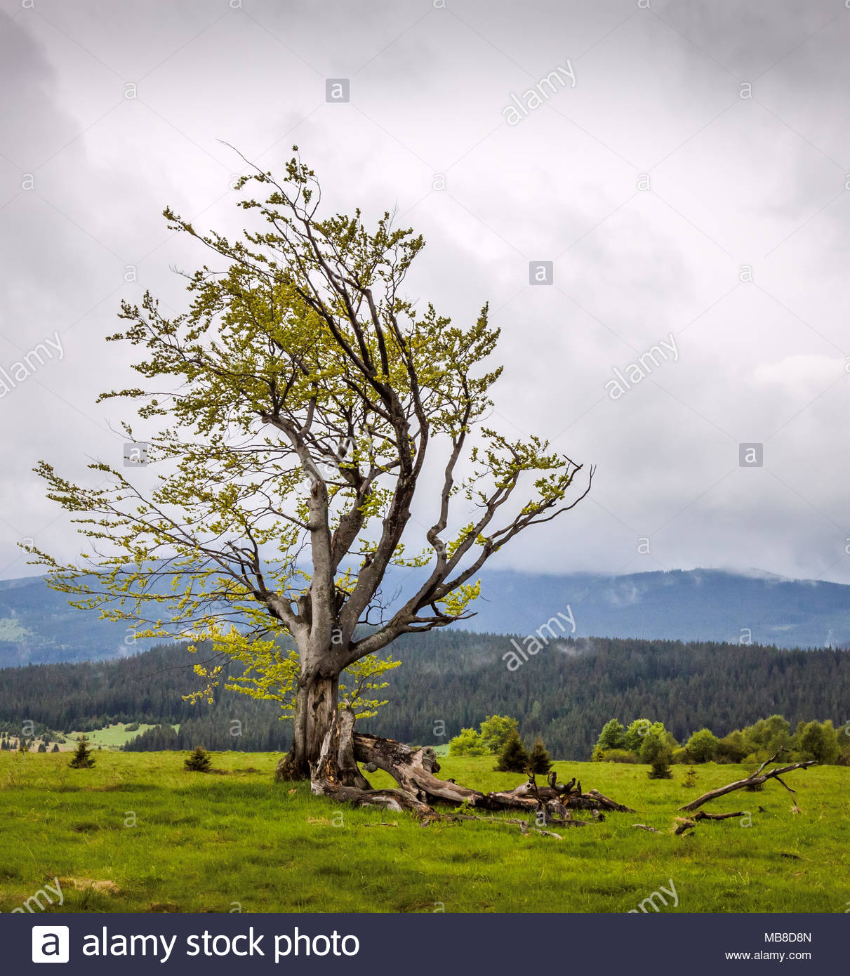 Broad Leaved Tree Stock Photos & Broad Leaved Tree Stock Images - Alamy