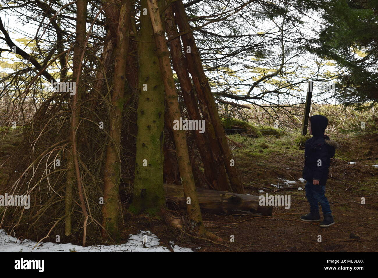 carron valley reservoir Stirlingshire Scotland" "crossbill" "carron ...
