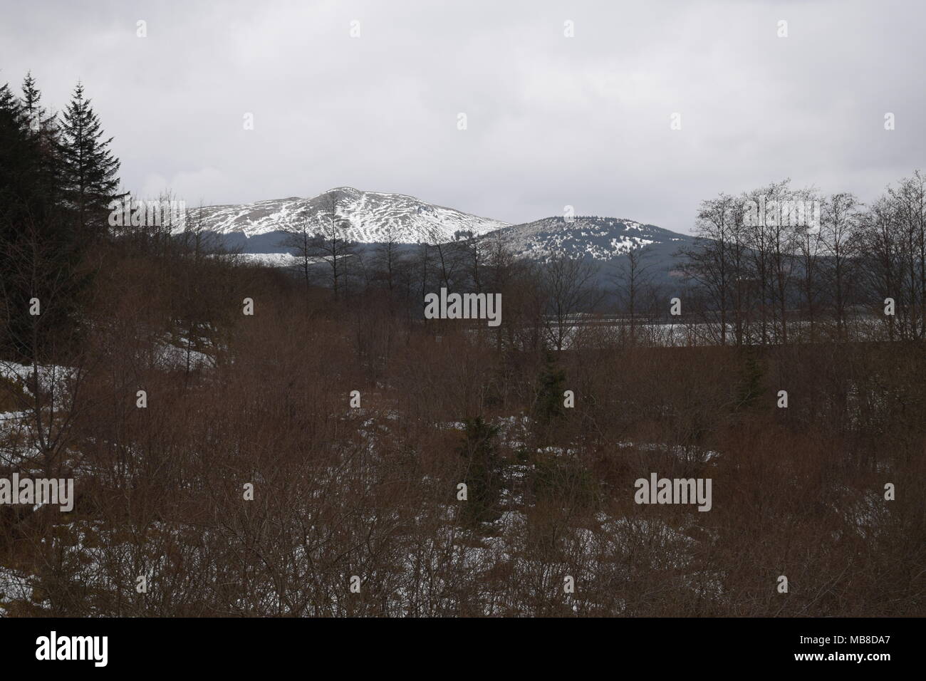 carron valley reservoir Stirlingshire Scotland" "crossbill" "carron ...