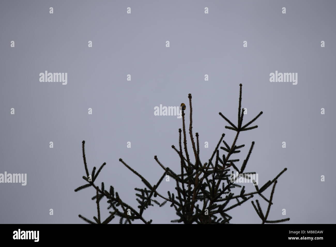 carron valley reservoir Stirlingshire Scotland" "crossbill" "carron ...