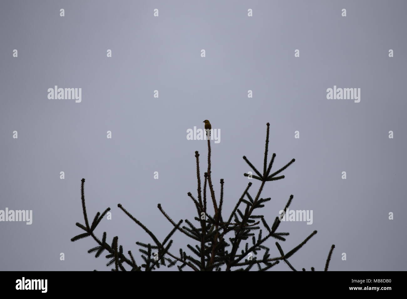 carron valley reservoir Stirlingshire Scotland" "crossbill" "carron ...