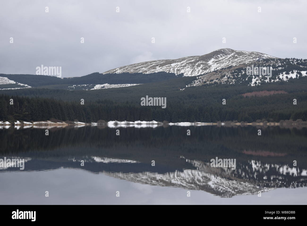 carron valley reservoir Stirlingshire Scotland" "crossbill" "carron ...
